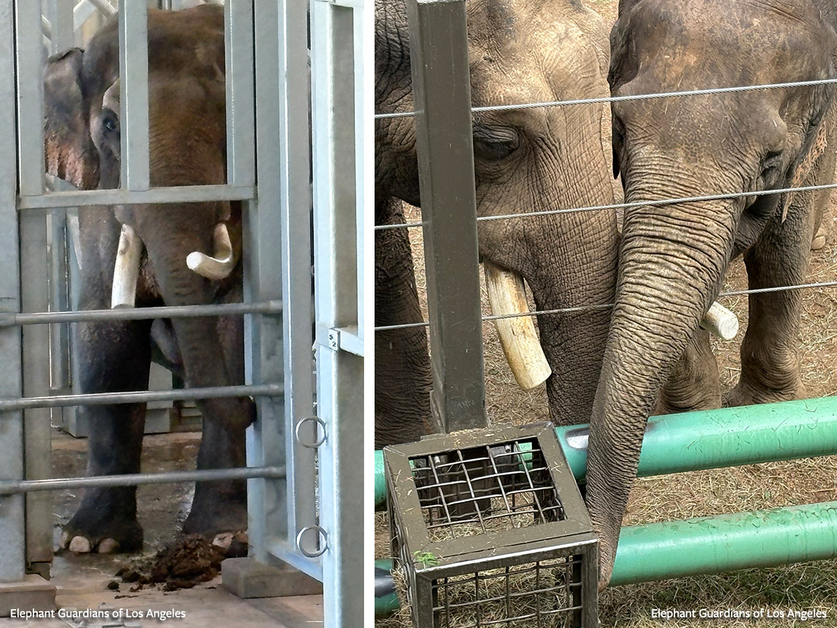 10 Worst Zoos for Elephants 2025
