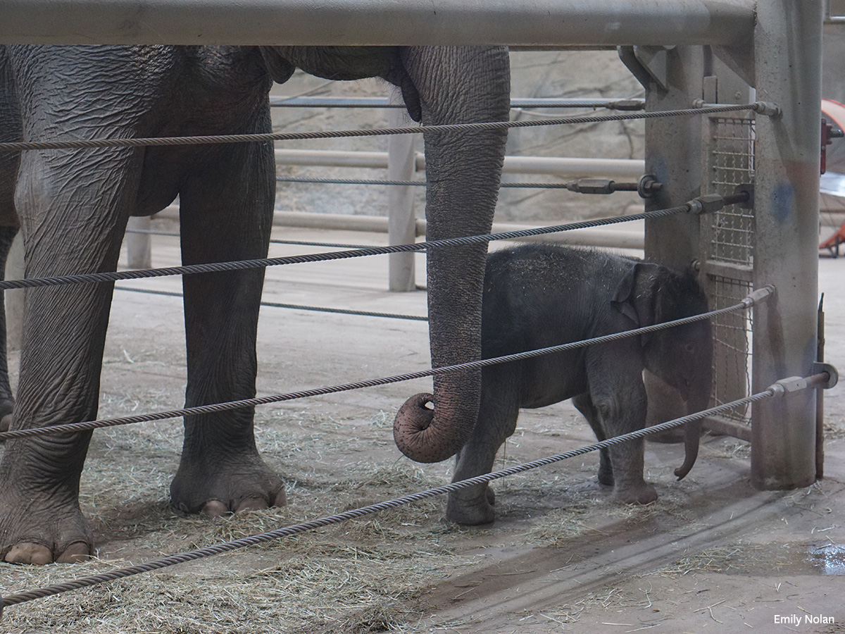 10 Worst Zoos for Elephants 2025