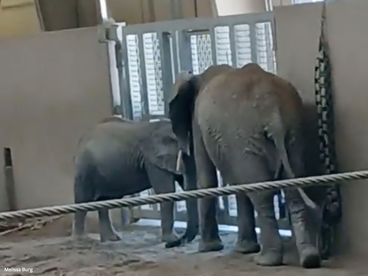 10 Worst Zoos for Elephants 2025